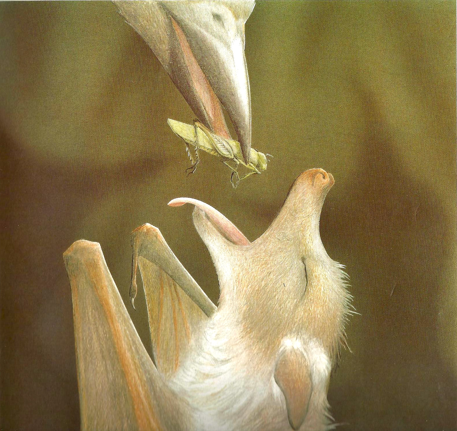 Wild About Books: Stellaluna