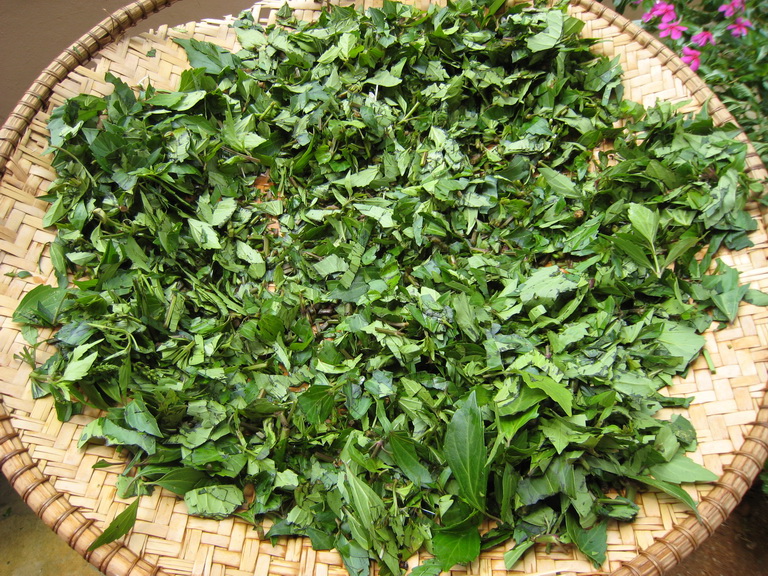 Emerald Garden: Misai Kucing Tea