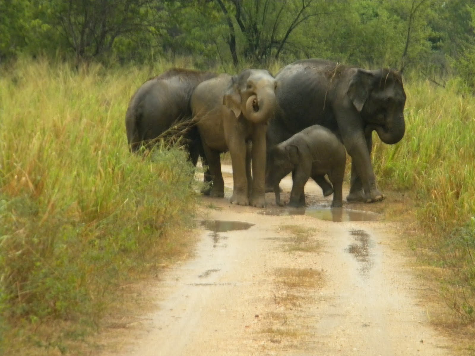 Elephant Gallery@Wasgamuwa, Sri Lanka: Elephants at Wasgamuwa National ...