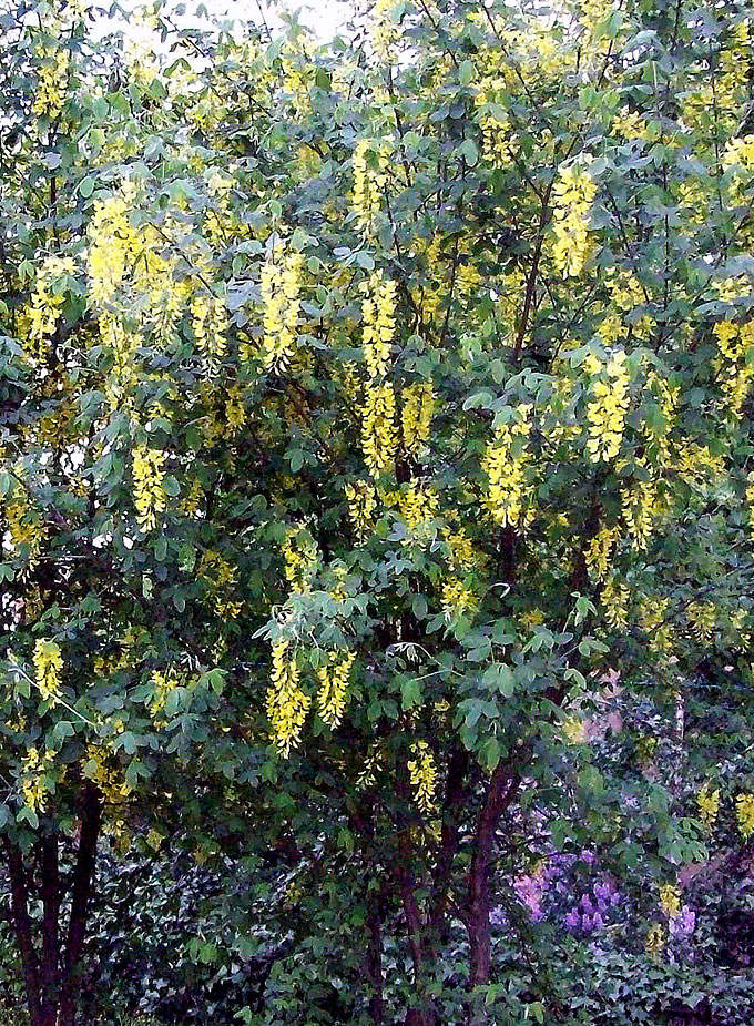 Hortus Italicus: Laburnum anagyroides Medik. 1787
