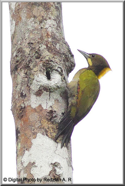 Birds and Nature Photography @ Raub: Greater Yellow Naped Woodpecker ...