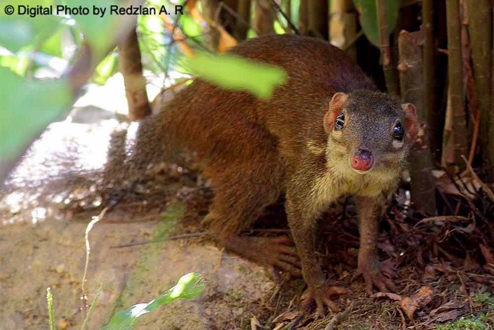 Birds and Nature Photography @ Raub: Common Tree Shrew