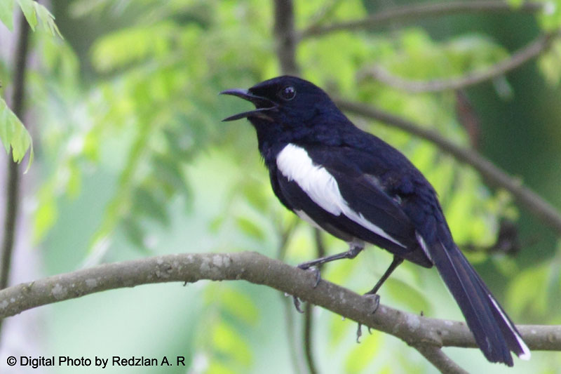 Birds and Nature Photography @ Raub: Mulut Murai