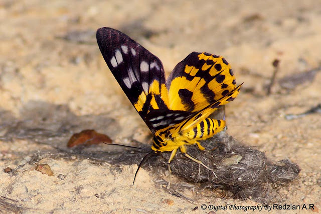 Birds and Nature Photography @ Raub: Yellow Day Flying Moth - Kupu-kupu ...