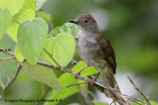 Birds and Nature Photography @ Raub: Yellow rimmed glass - Spectacled ...
