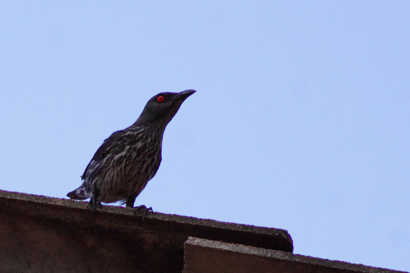 Birds and Nature Photography @ Raub: Birding at Kolej Matrikulasi Pahang