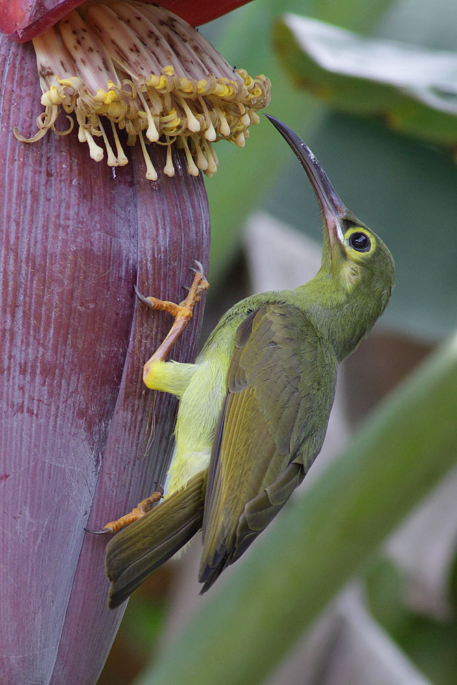 Birds and Nature Photography @ Raub: Birding during Sultan of Pahang's ...