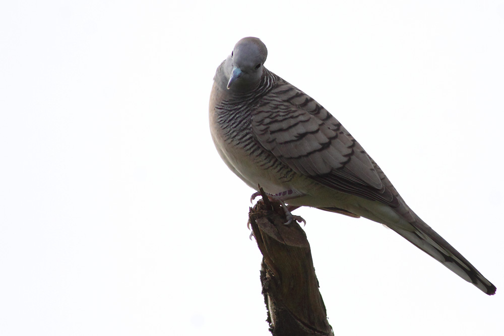 Birds and Nature Photography @ Raub: Birding during Sultan of Pahang's ...
