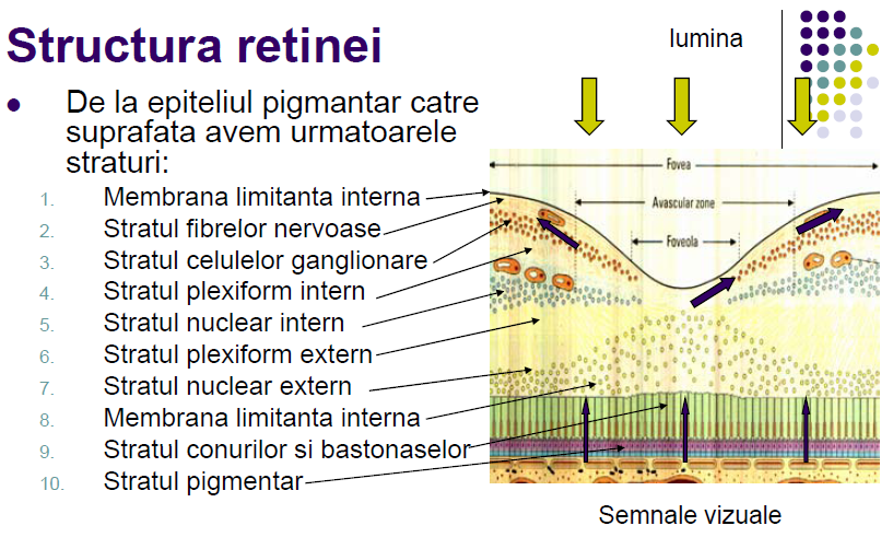 Ochiul: Tratare Teoretica