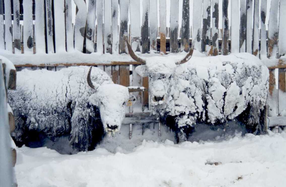 Springridge Ranch Grass-Fed Yak-Cross Beef: Yaks In A Blizzard