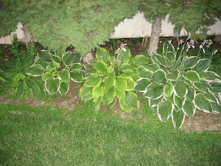 Buckets of Gardening Ideas: Hosta's - My Garden of Eden Plant!