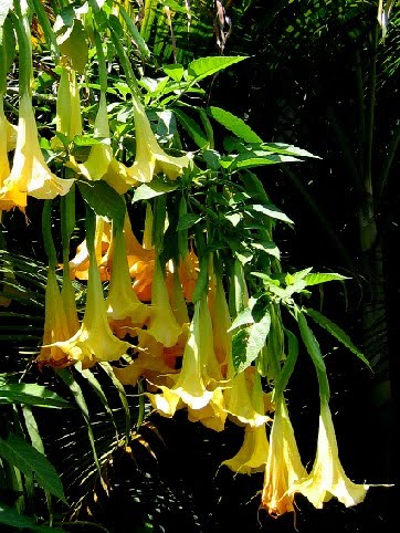 Desde el manicomio: Chamico & Floripondio & Burundanga