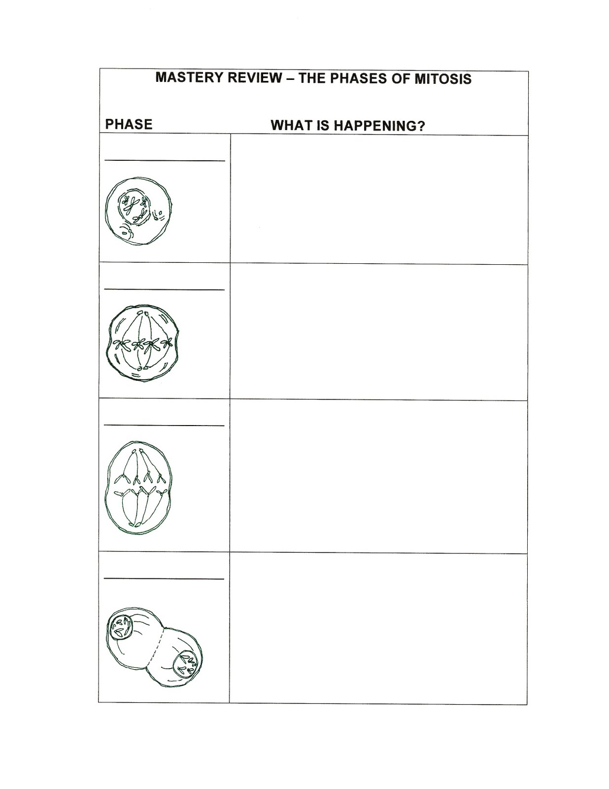 Stages Of Mitosis Worksheets