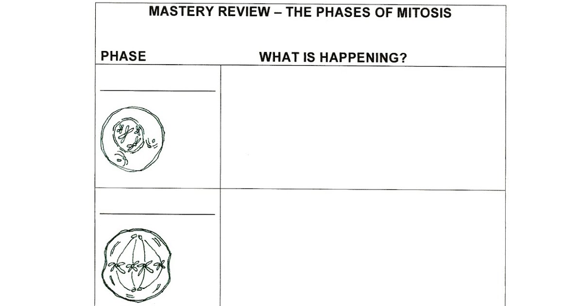 Science Tutor: Phases of Mitosis - Mastery Review Graphic Organizer