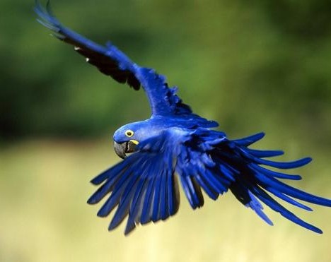 Rare facts, strange news, amazing ideas: Beautiful blue animals and ...