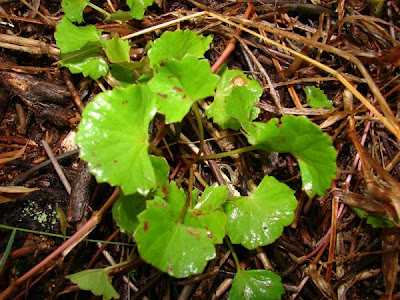 ~ALTERNATIVE & HERBAL MEDICINES~: CENTELLA ASIATICA - PEGAGA