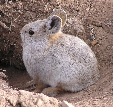 PETS FOR YOU | BEST PET: Pygmy rabbit