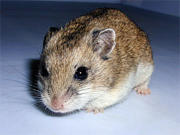 PETS FOR YOU | BEST PET: Chinese hamster