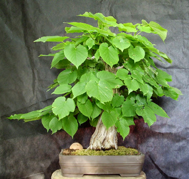 Tecnicas: Defoliación