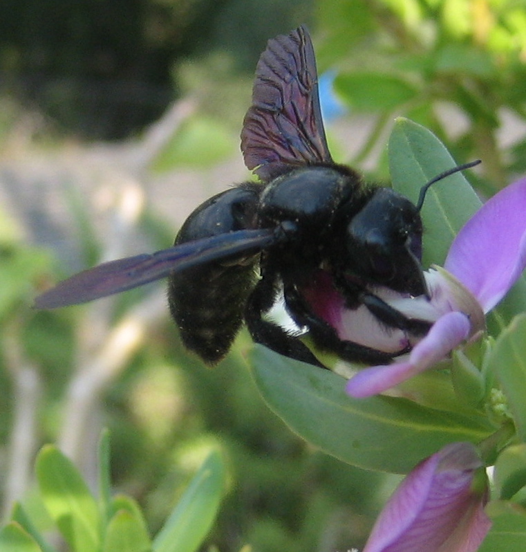 Martin's Moths: Creeping things