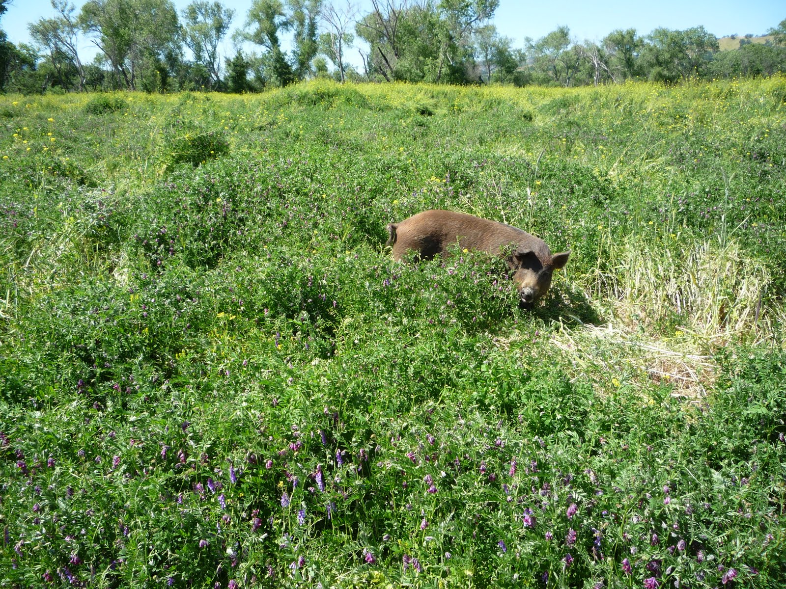 Riverdog Farm Hog Blog: Pigs in Pasture