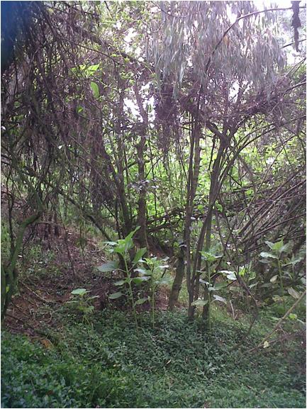 Flora Nativa Colegio San Patricio: ARBOLOCO