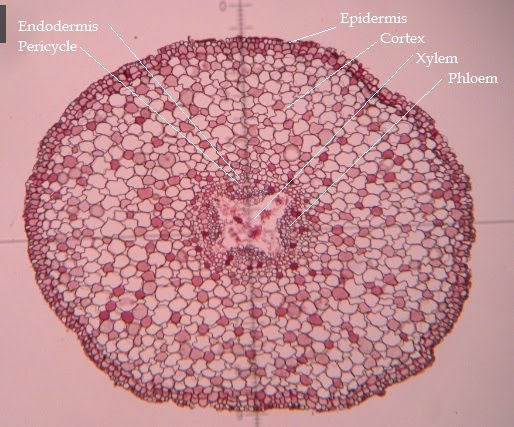 UBC Biology 343 Blog: LAB 2