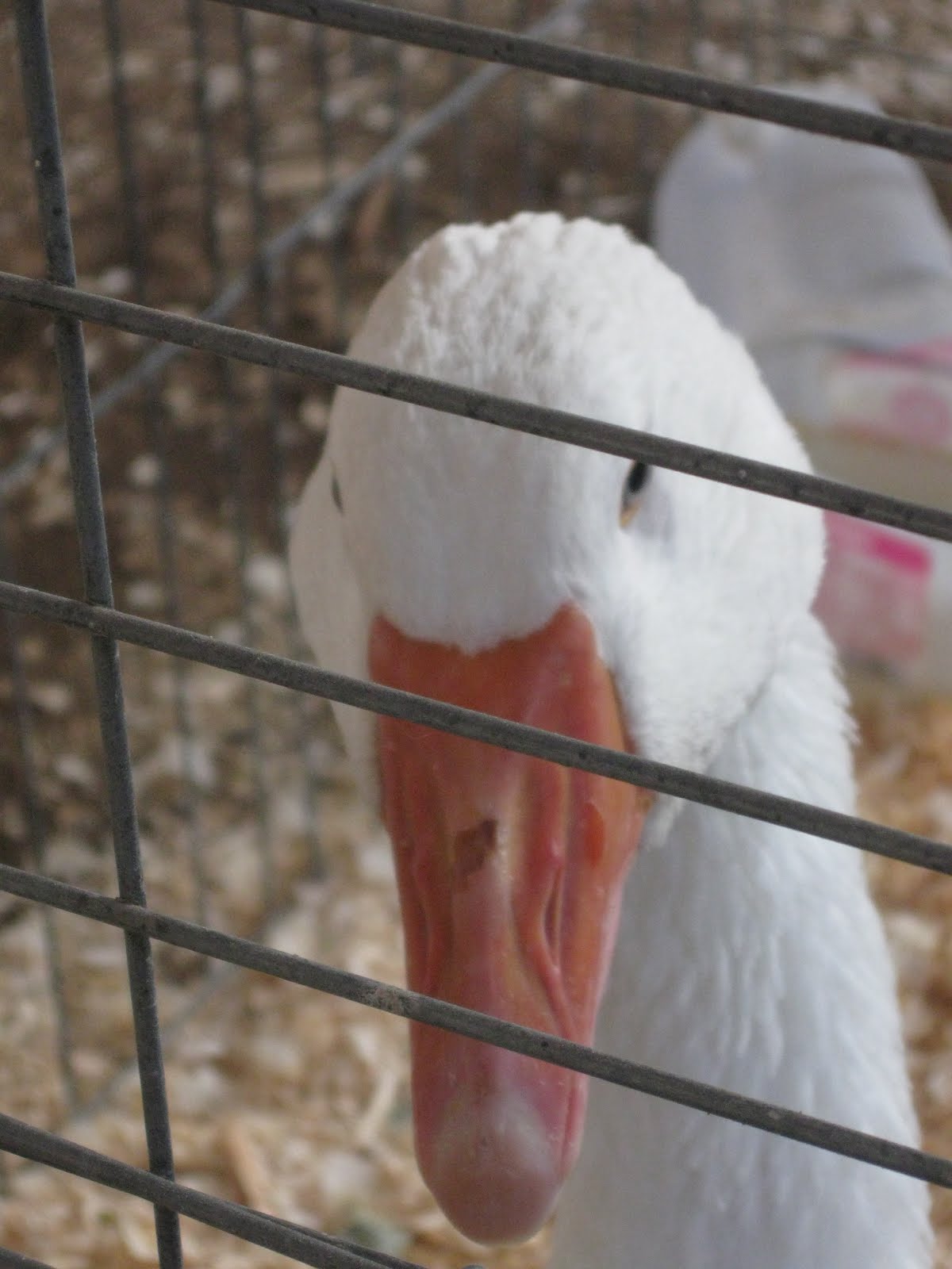 Blondie's Journal: ~~COUNTY FAIR~~