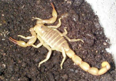 National Geographics: death stalker scorpion