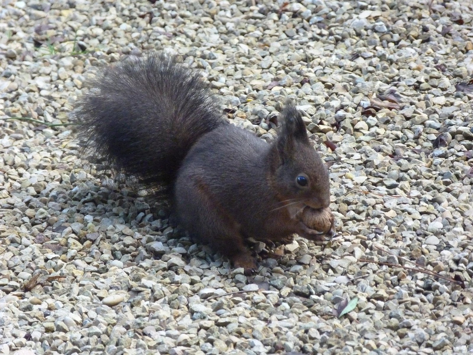 Les Pins Noirs: Ecureuil roux, écureuil noir...
