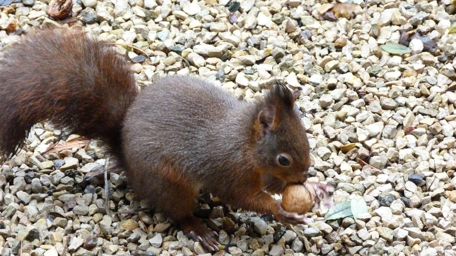 Les Pins Noirs: Ecureuil roux, écureuil noir...