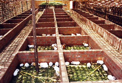 Digital Press: PROMUEVEN LA CRIANZA DE CUYES EN COMUNIDADES DE CAJAMARCA