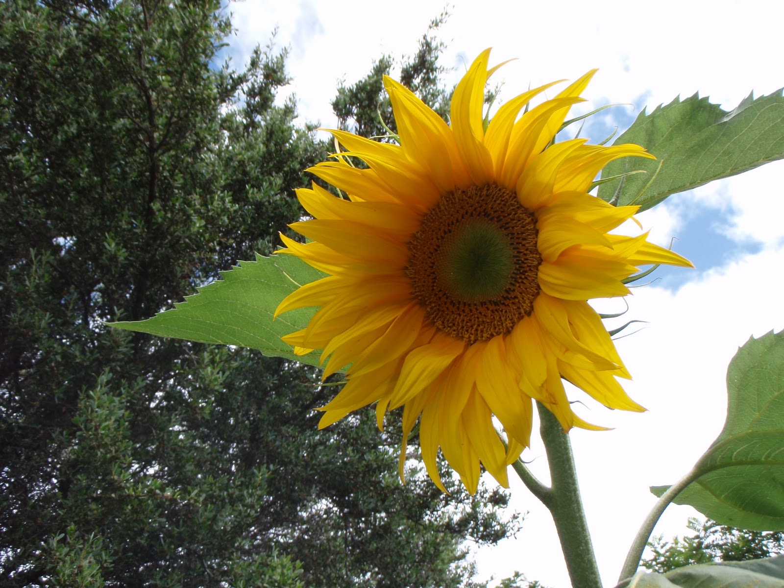 my patch: Giant Russian Sunflowers