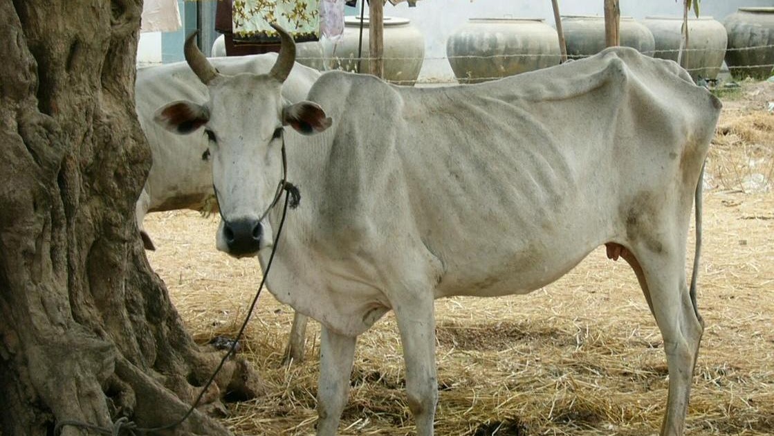 Vacas Flacas | LicCARPILAGO...