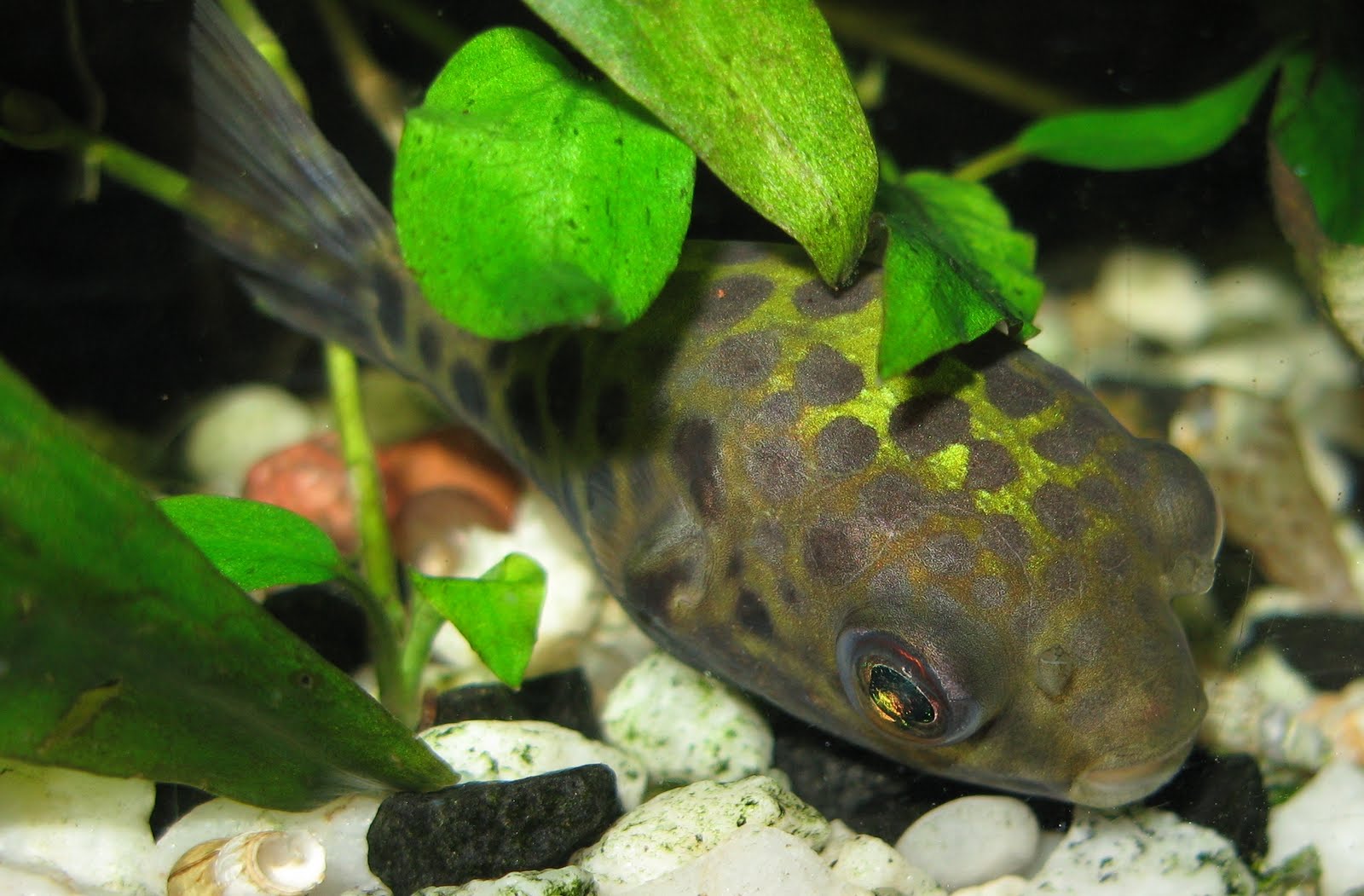 Parapetowy ogrodnik: Kolcobrzuch zielony (nadymka) Tetraodon nigroviridis