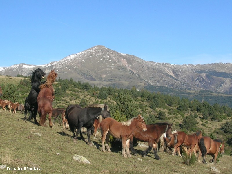 Mediterranean Garden Spain: Domestic animal breeds seen in Catalonia