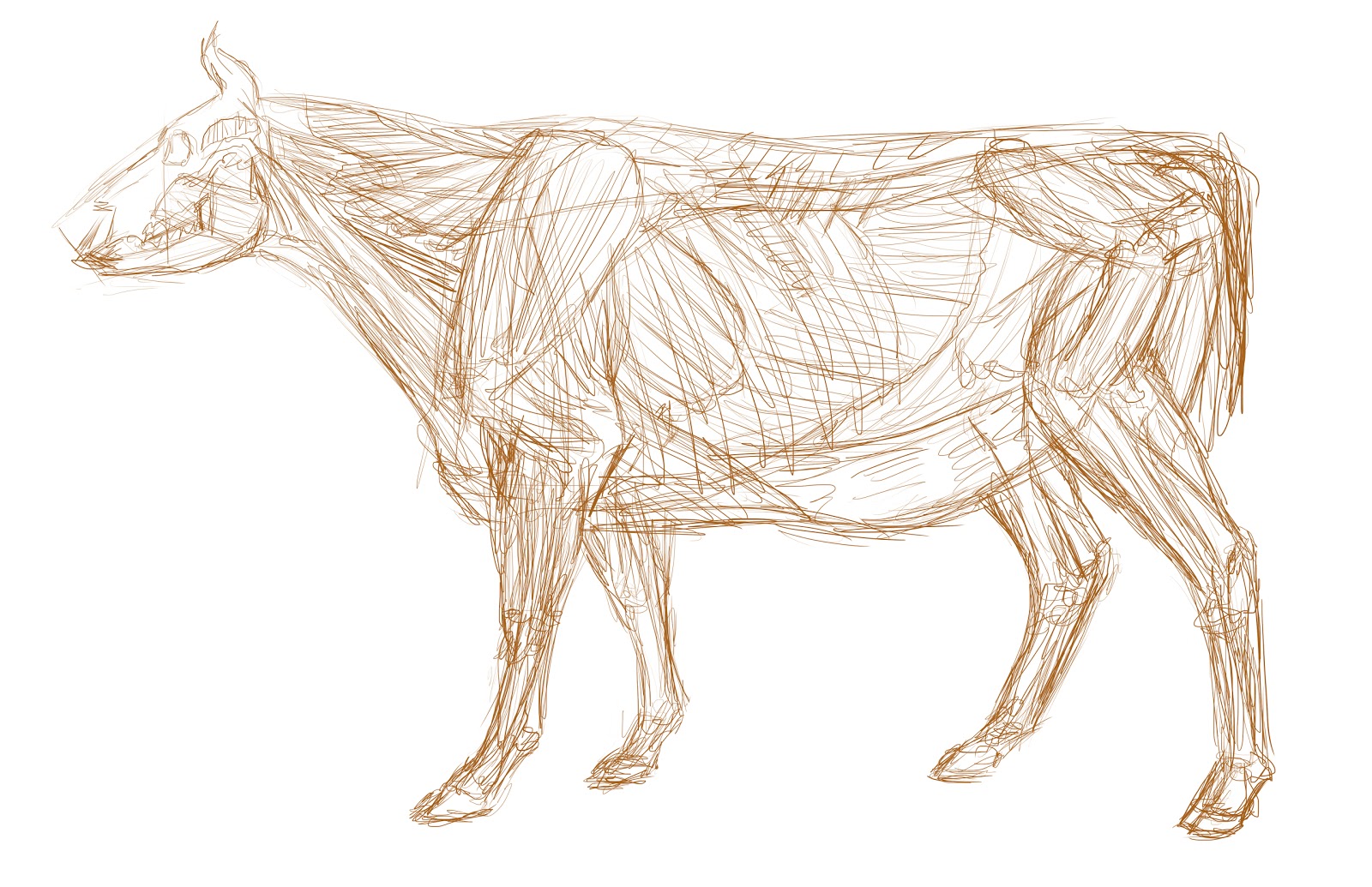 Character Designs by Chelsea: ox anatomy studies