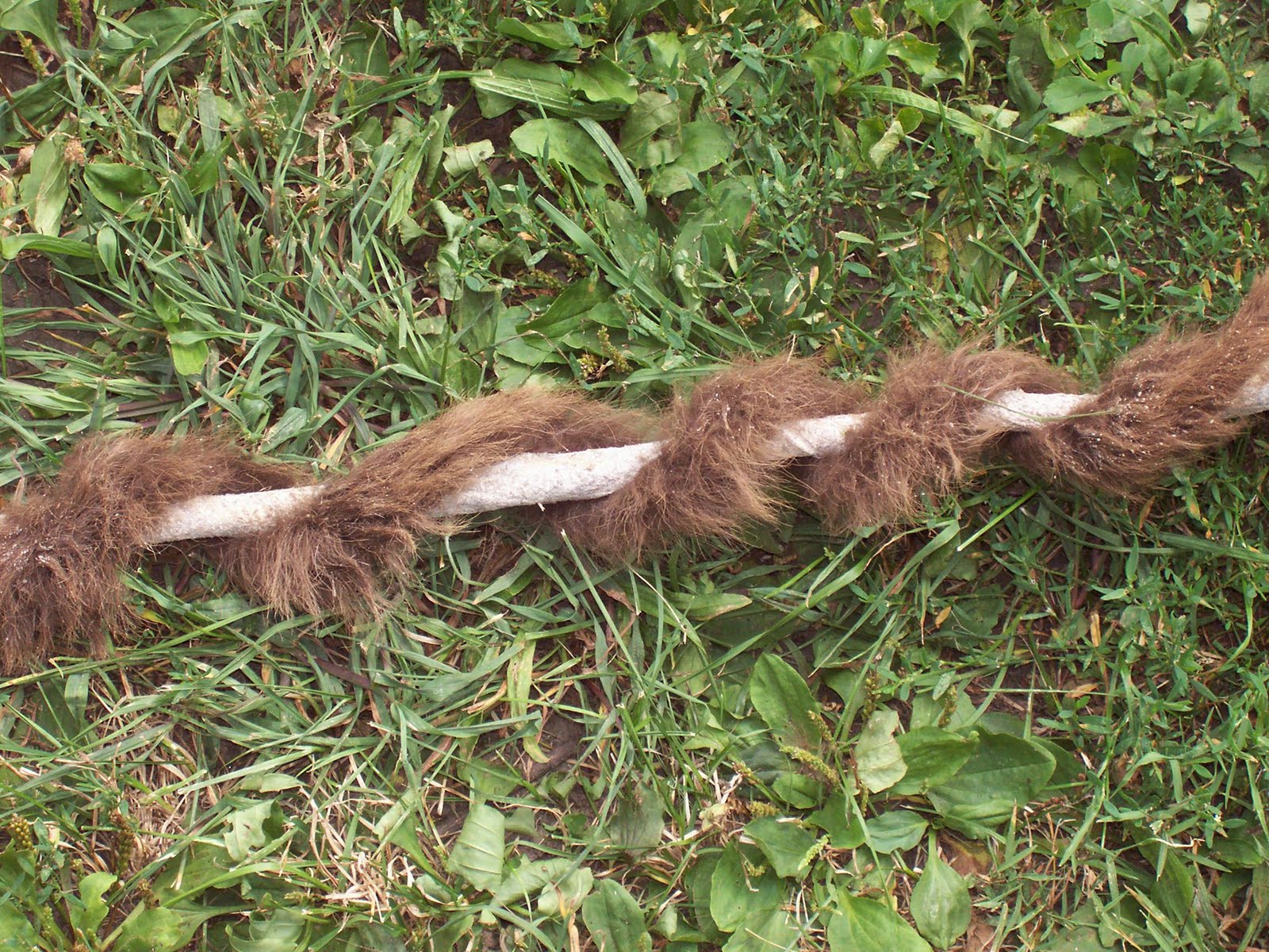 The Buffalo Trace: Buffalo tugs...the duct tape of the hunters camp