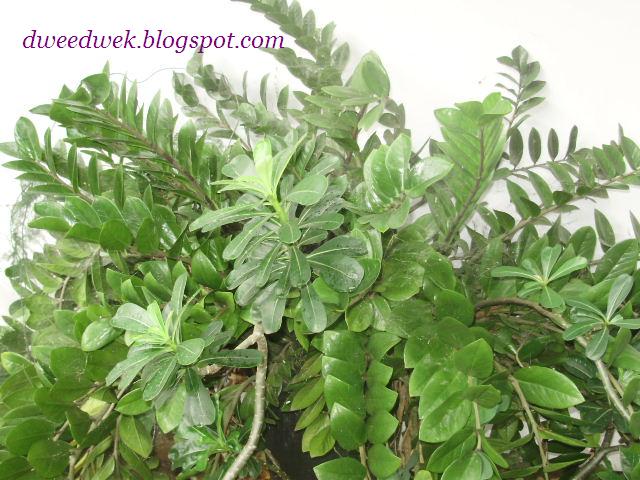 45+ Terbaru Bunga Zamia, Gambar Bunga