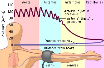 human cardiac and respiratory system: Cardiac output and its importance