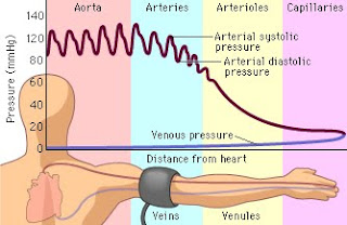 human cardiac and respiratory system: Cardiac output and its importance