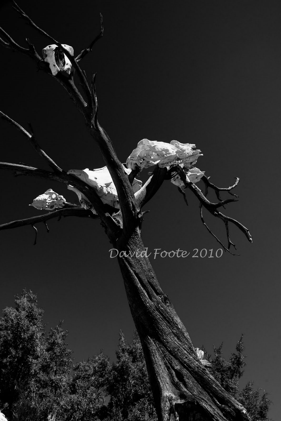 One Foote Closer: Bone Tree