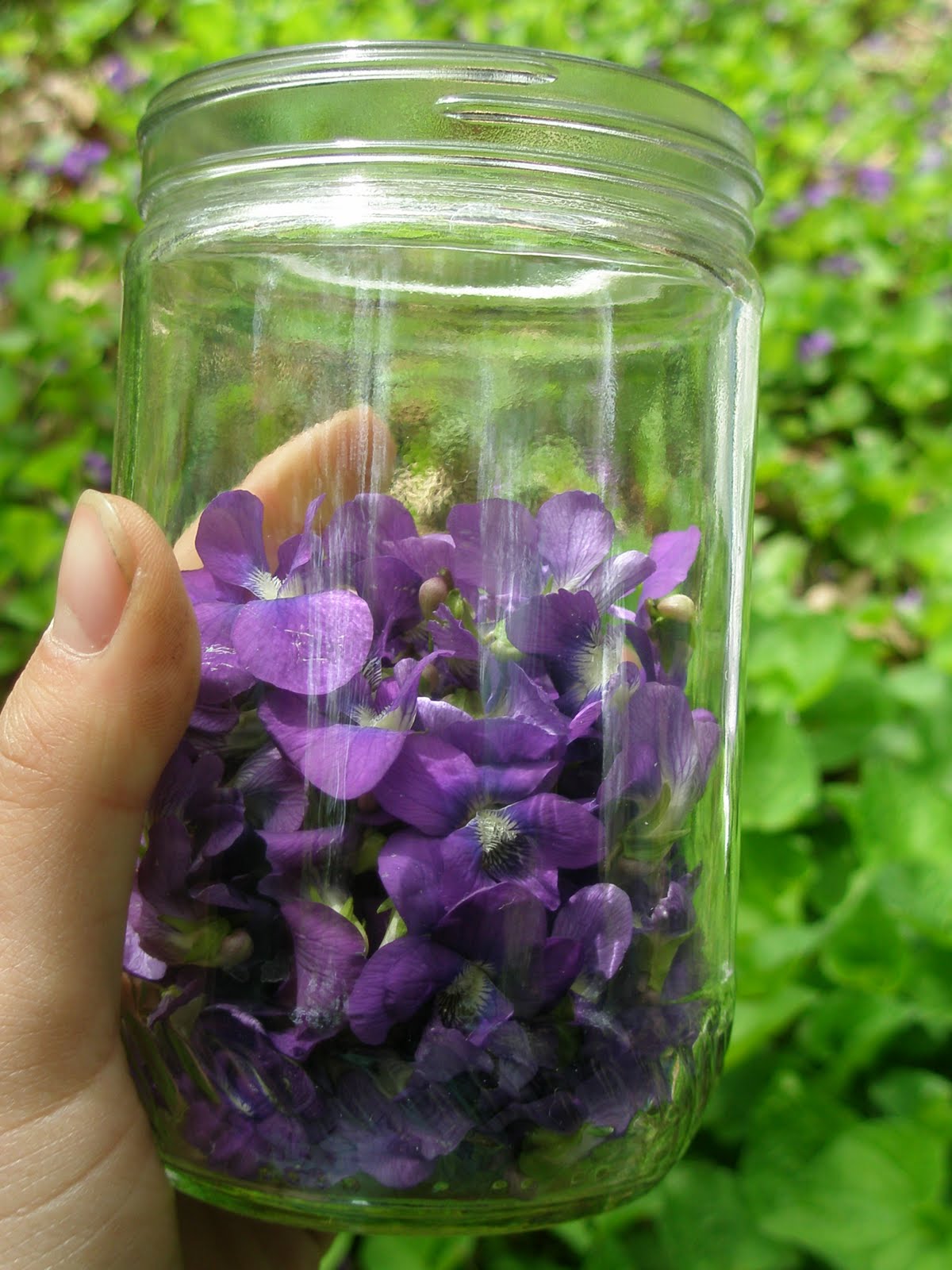 cooking in the garden unit: Violets turning (into) Violet Jam!