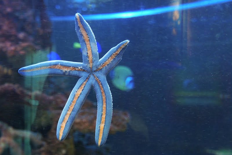 What did you see today?: Universiti Malaysia Sabah (UMS) Aquarium and ...