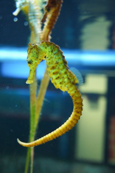 What did you see today?: Universiti Malaysia Sabah (UMS) Aquarium and ...