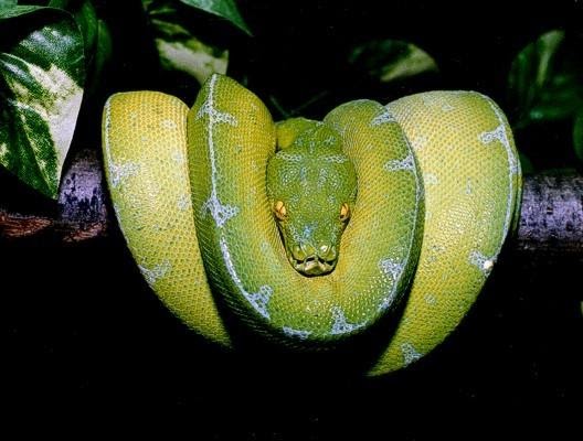 Morelia Snake & Reptile info: Morelia viridis