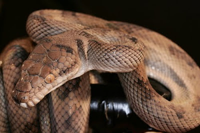 Morelia Snake & Reptile info: Morelia tracyae