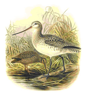 The New Zealand Journal: What’s In A Name? The Godwit or Kuaka