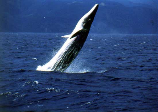 the great brydes whale