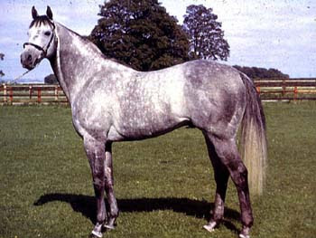 TODO EQUINOS: CARACTERISTICAS DE LA RAZA PSI